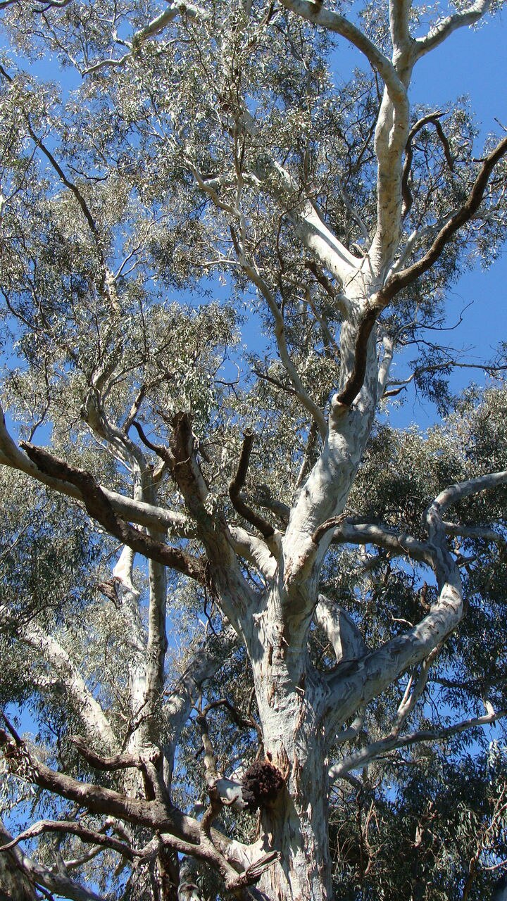 Restoration of the River Red Gum - ABC News