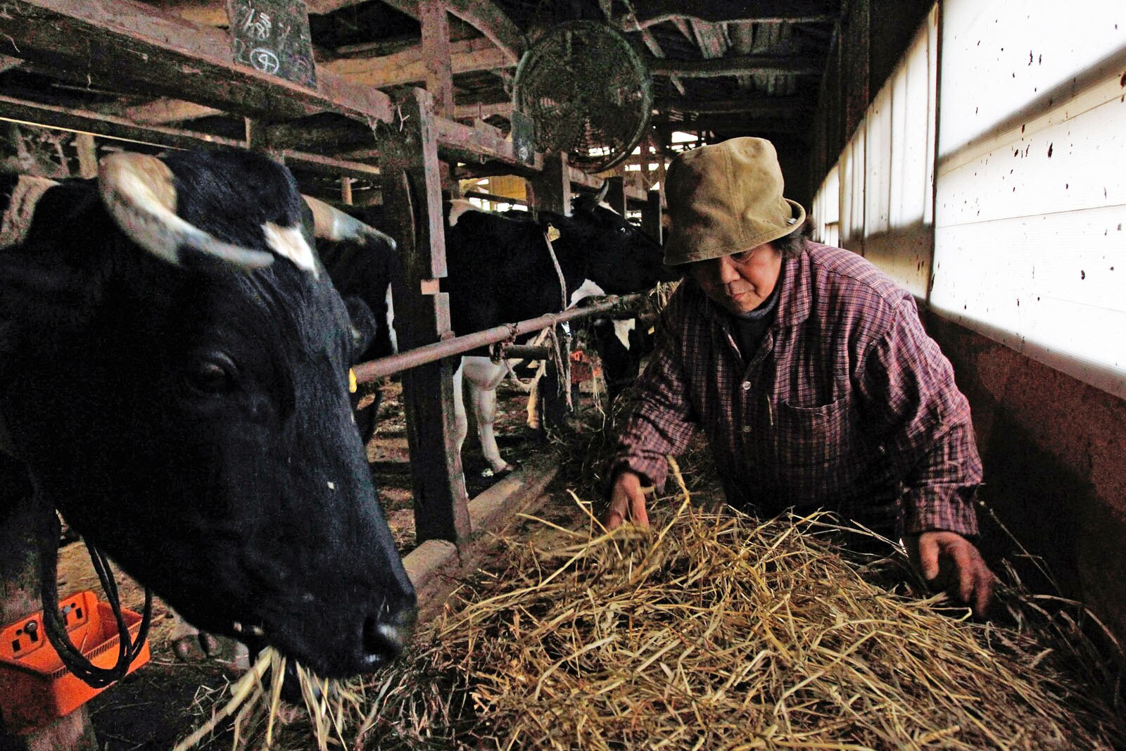 Japan suspends beef imports from Brazil - ABC News