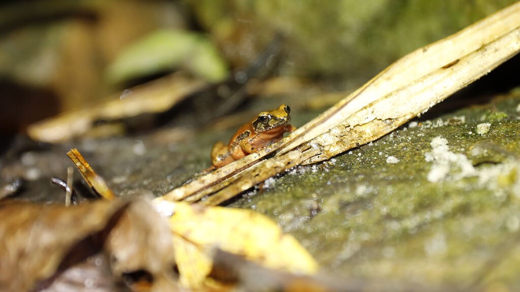 Northern Tinker Frog Rare' Turquoise Frog Spotted In Fredericton | CBC