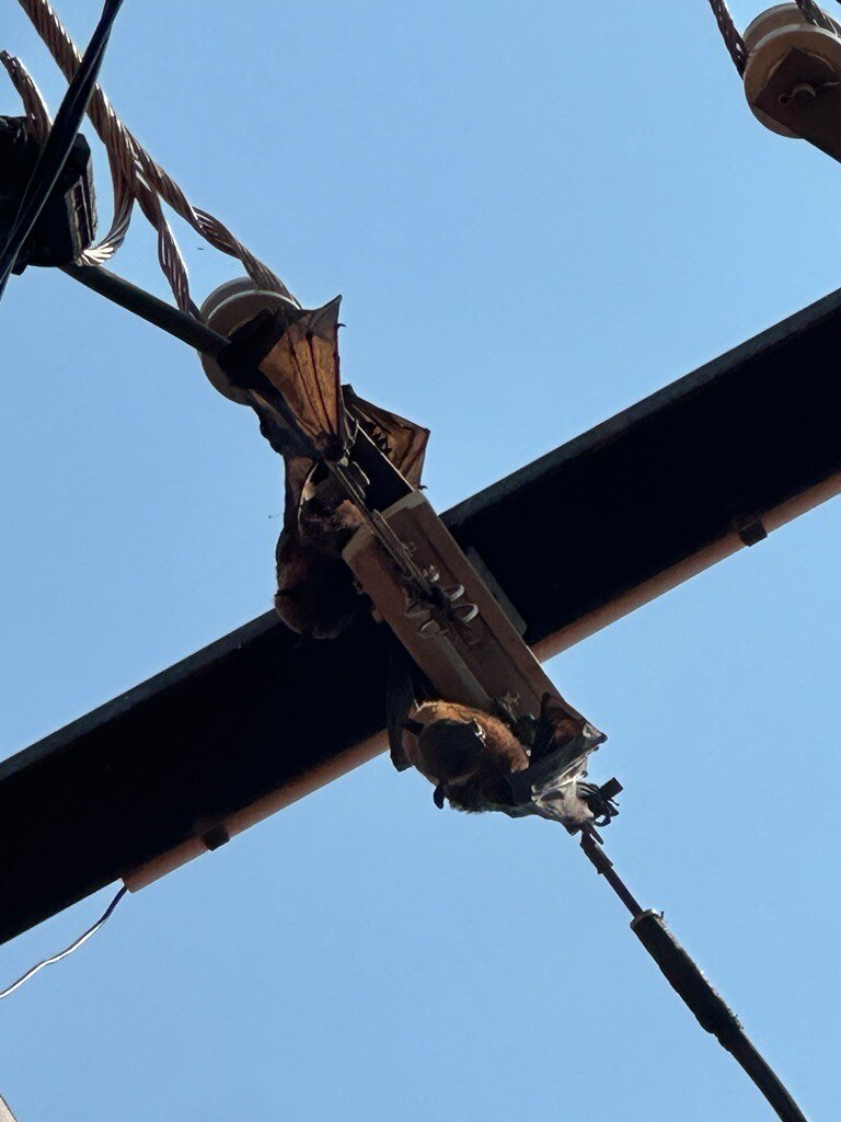 Colony of fruit bats cause recurring power outages in remote town of ...