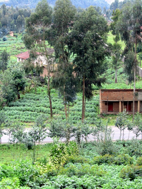 Agroforestry project helping African farmers grow trees - ABC News