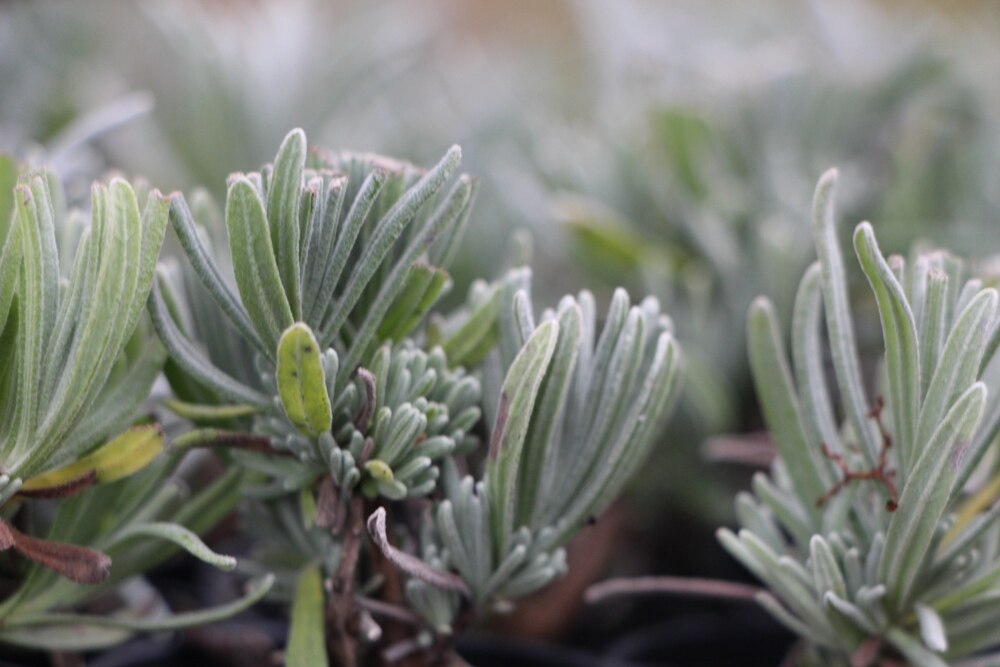 Selling western Victorian lavender around the globe - ABC News