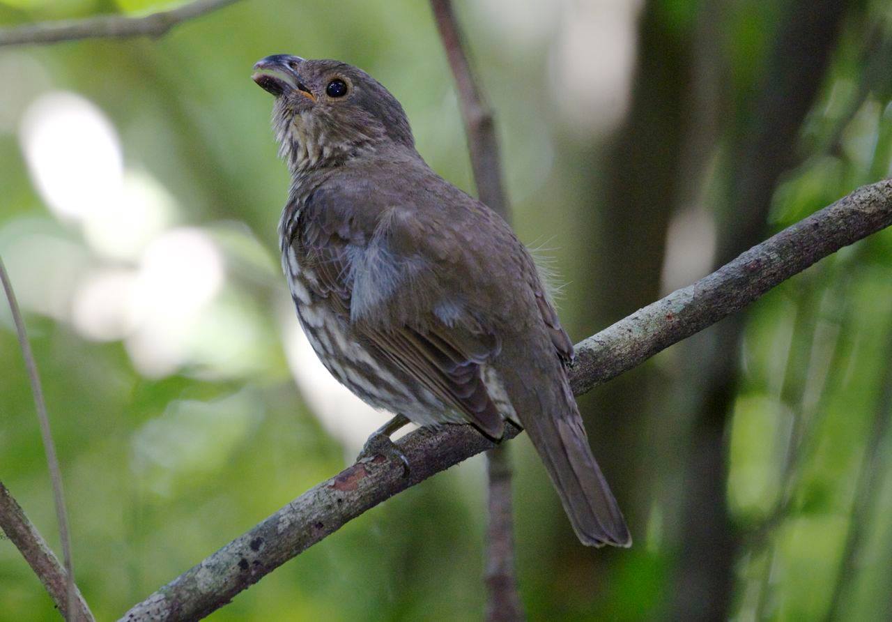 Golden bowerbirds' building prowess helps scientists monitor climate ...
