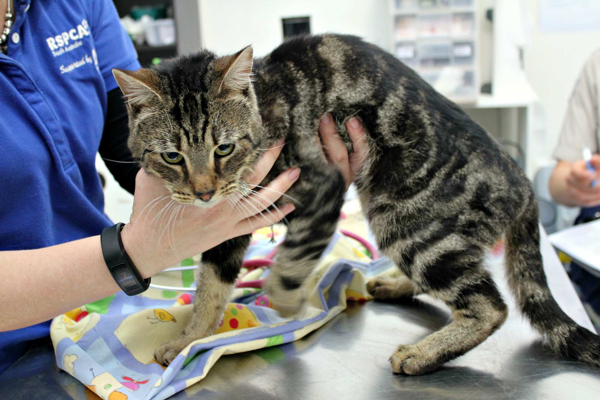 Cats eat each other after being abandoned in house, woman convicted of ...