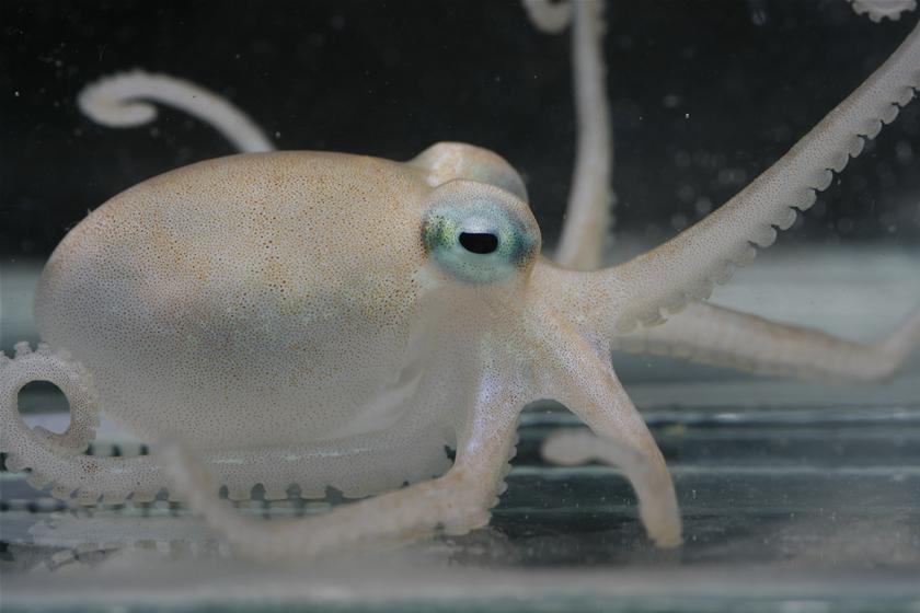 Octopus discovery could lead to new drugs - ABC News