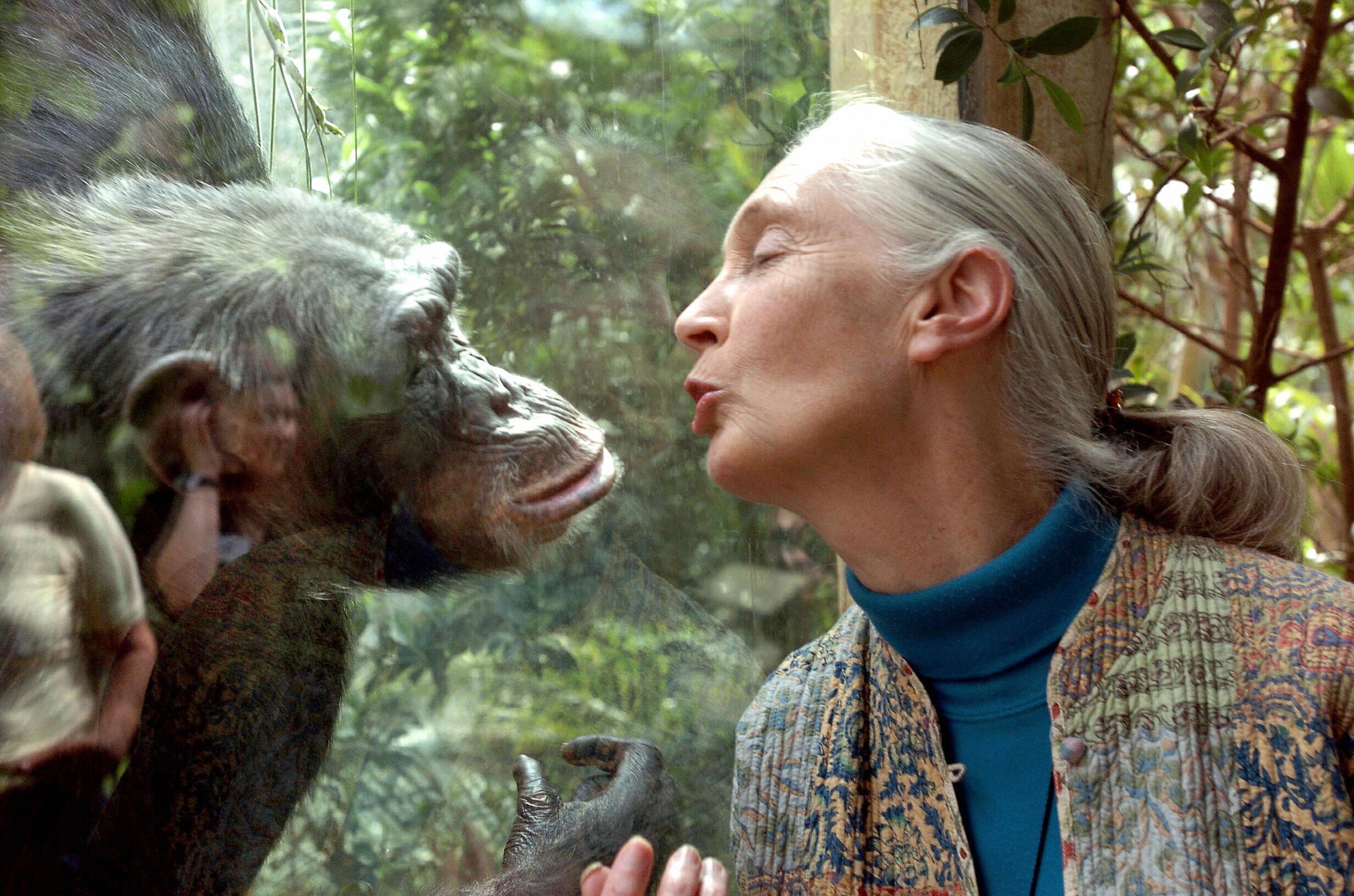 Jane Goodall's reasons for hope - ABC listen