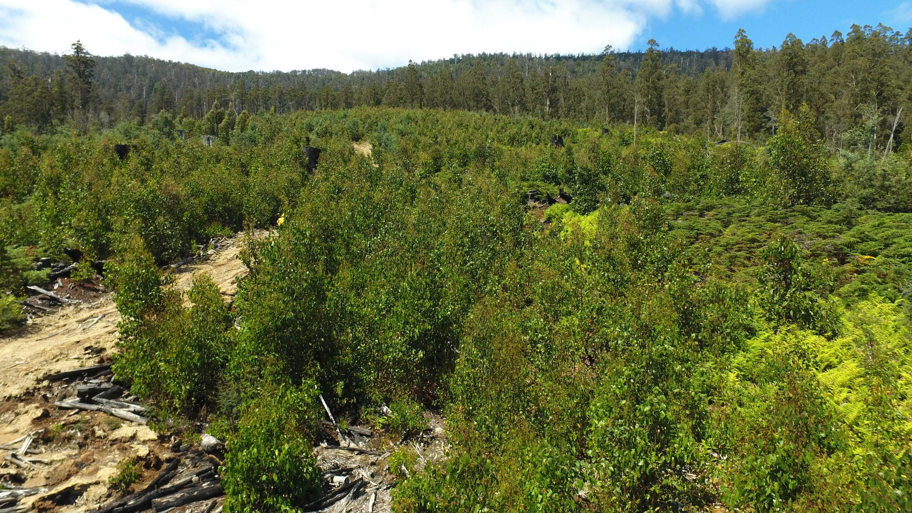 Tasmanian Country Hour - ABC Radio