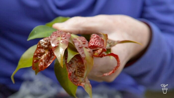 Top Tip: Lilly Pilly - Gardening Australia