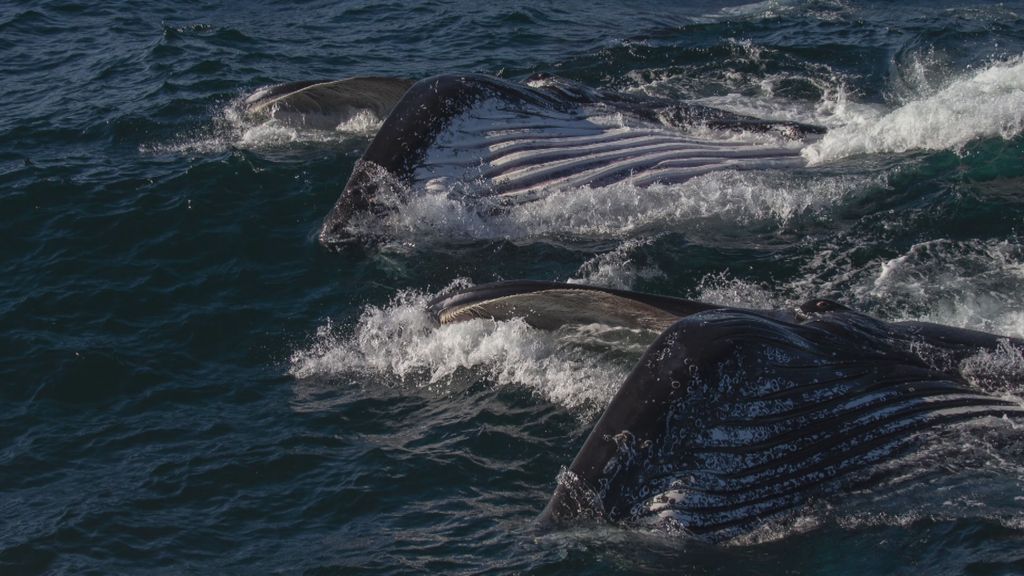 It's only the second time the mass feeding event has been filmed in ...