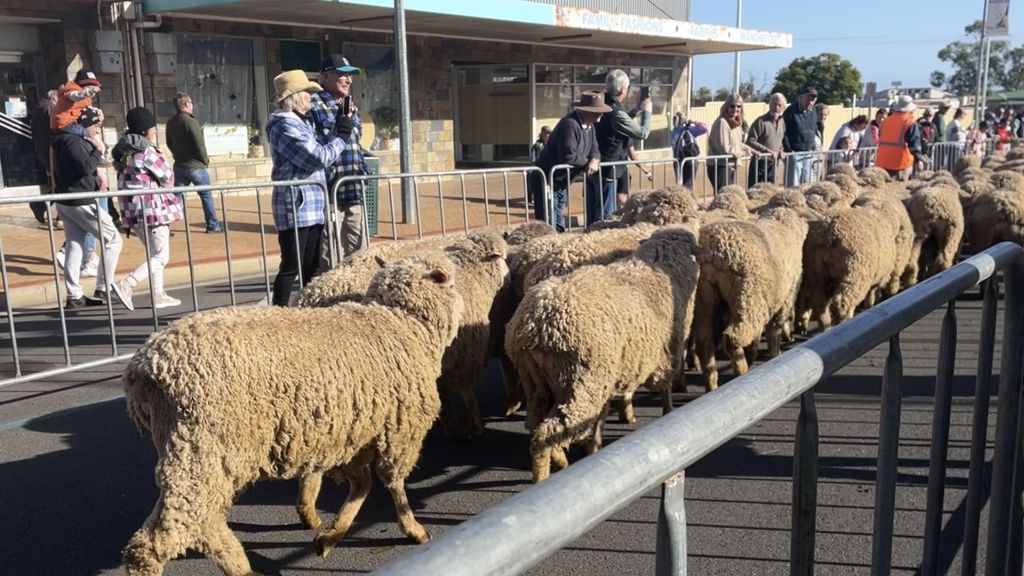 Running of the sheep - ABC News
