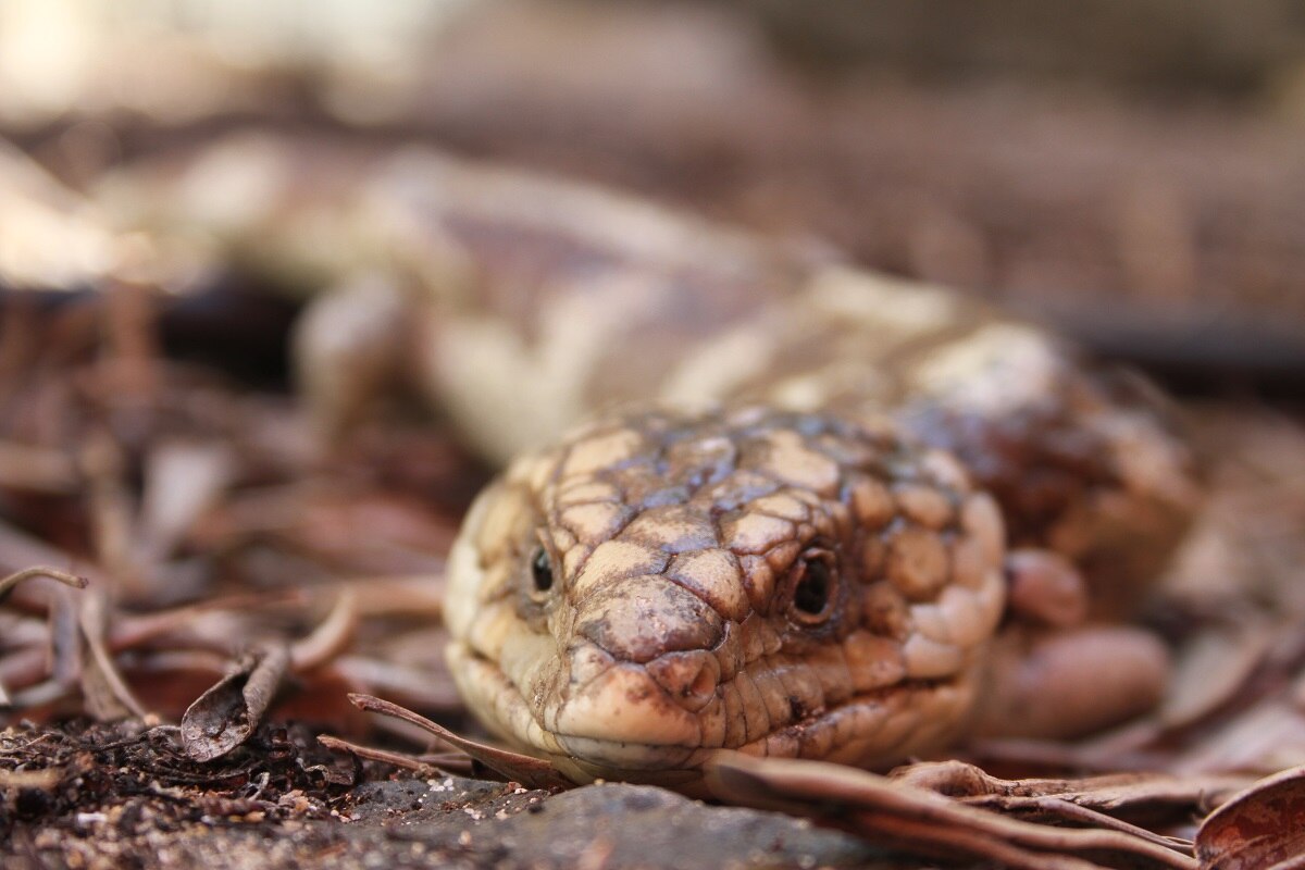 Bobtail lizard flu keeps WA wildlife centres busy - ABC News