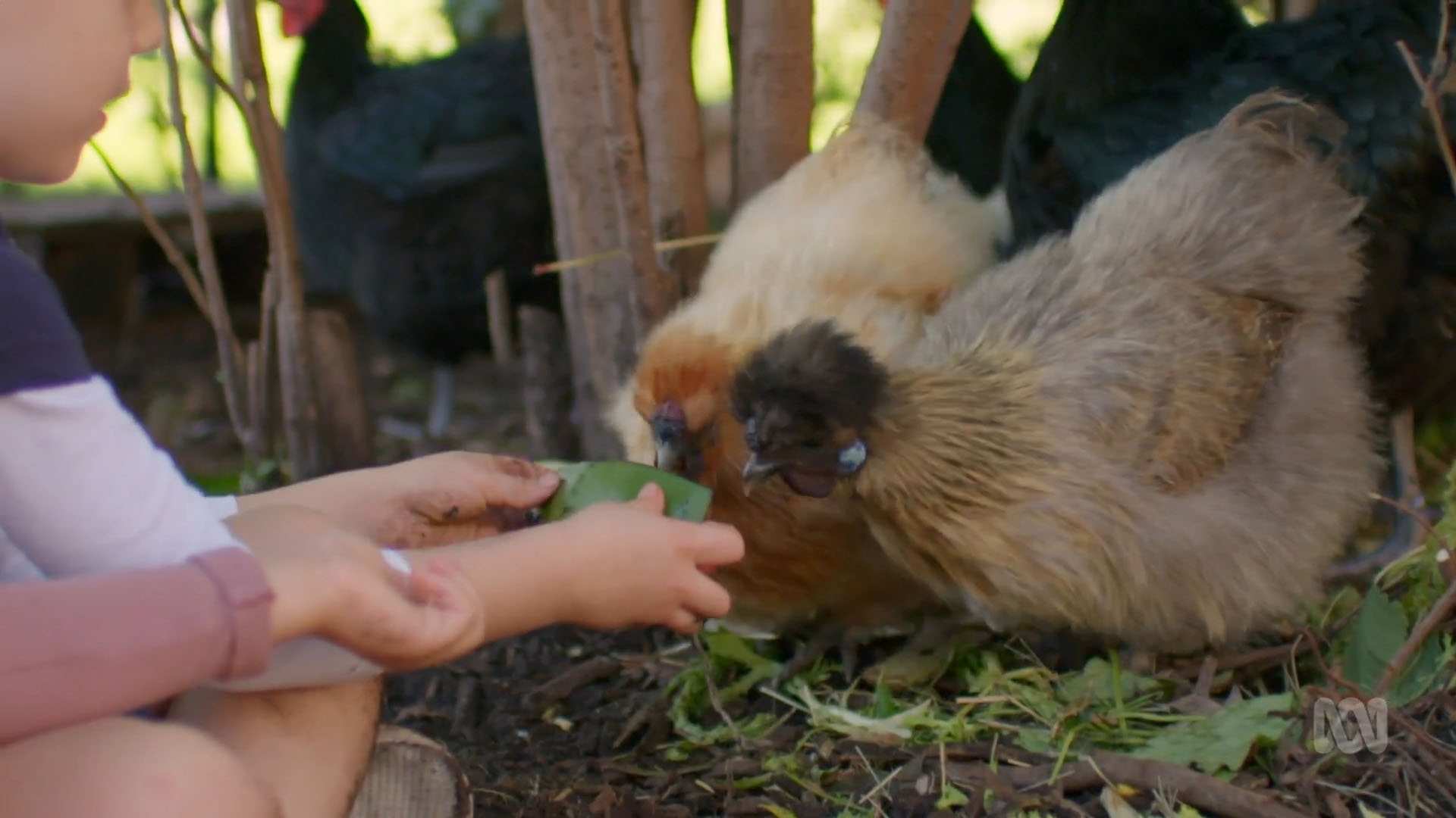 Community Garden - ABC Kids