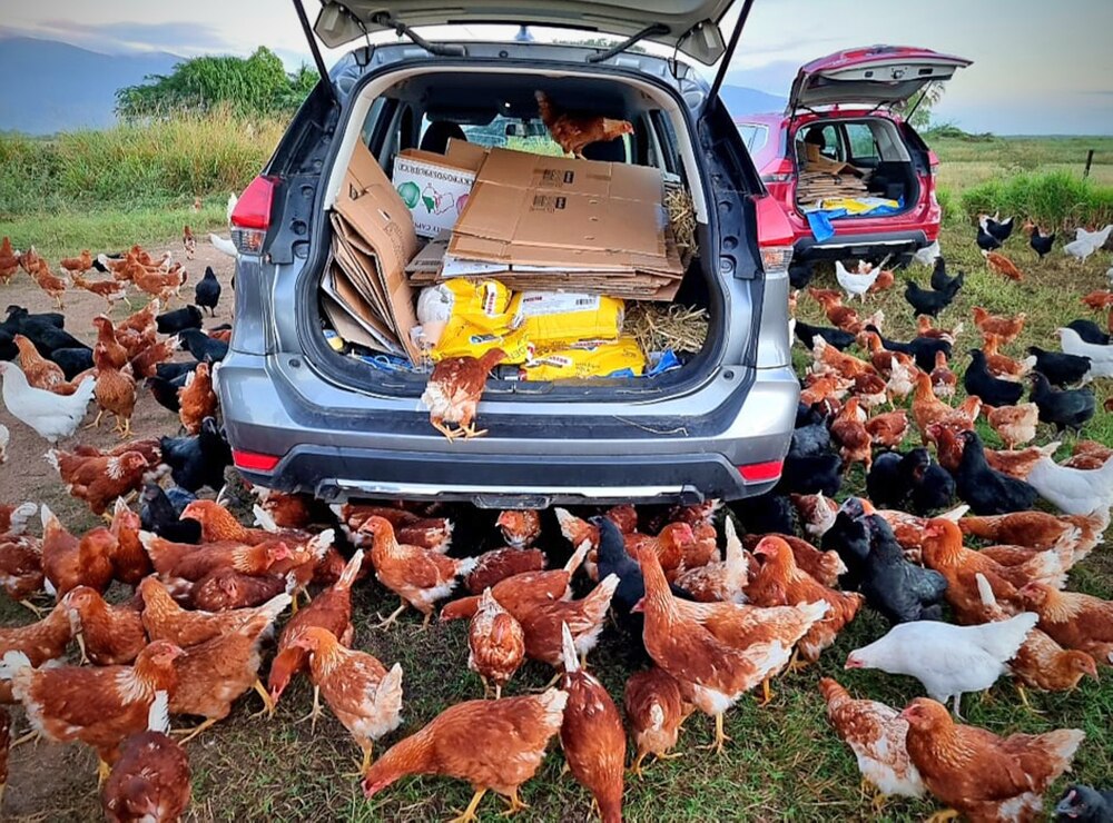 1600 unwanted chooks delivered to new homes in a weekend - ABC listen