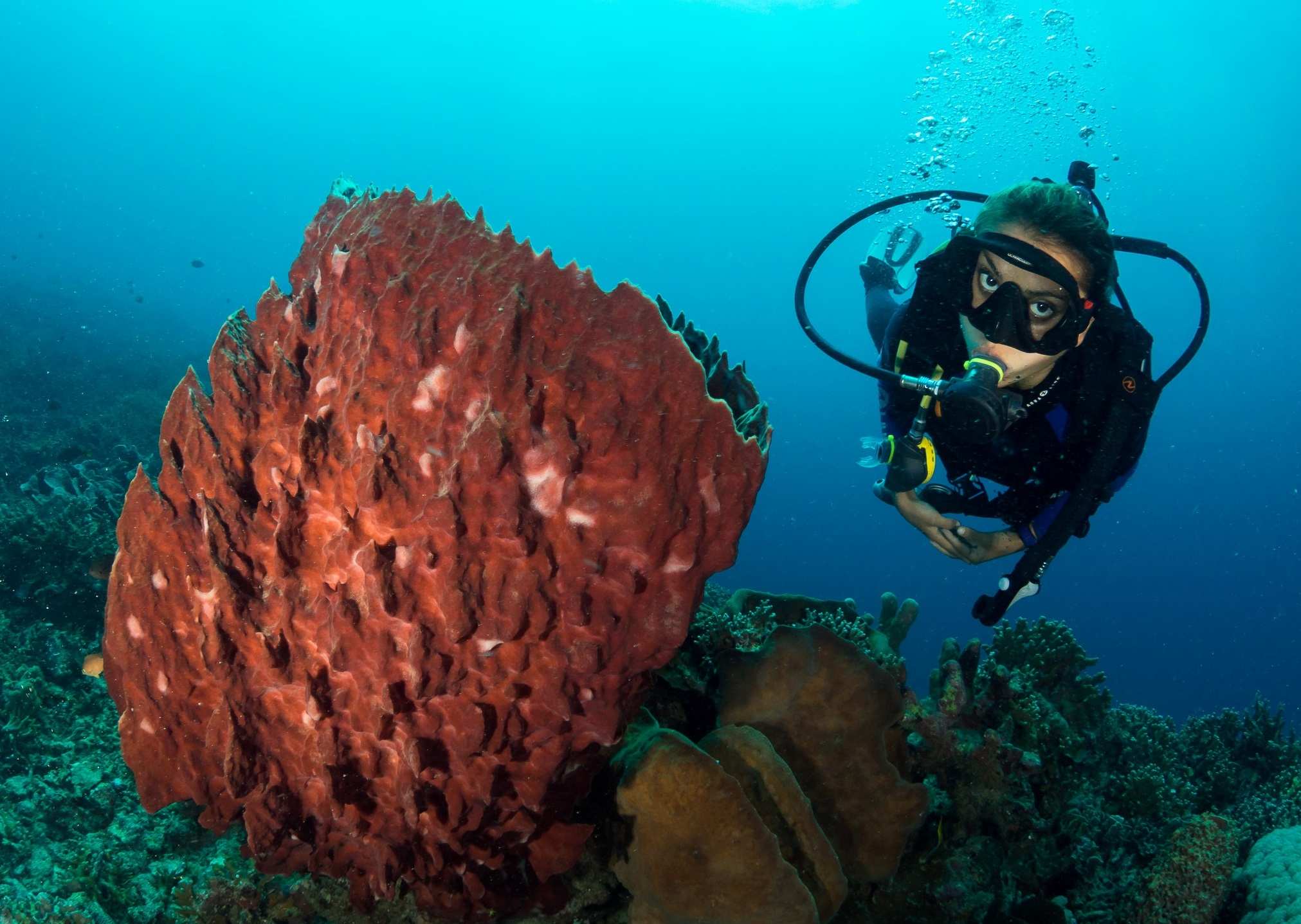 Starfish or sea fan? How well do you know your reef creatures? - ABC News