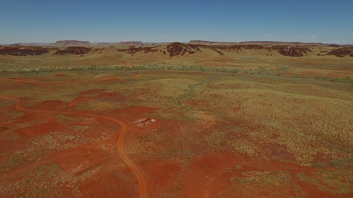 How a mob of stray cattle started a gold rush in the Pilbara - ABC News