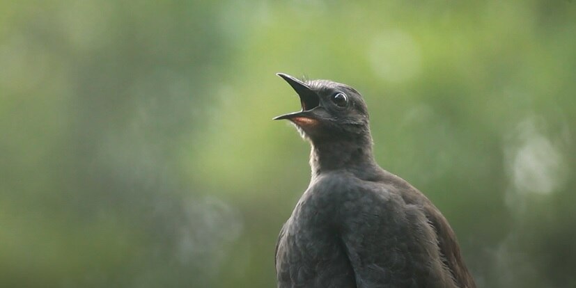 Lyrebird singing - ABC News