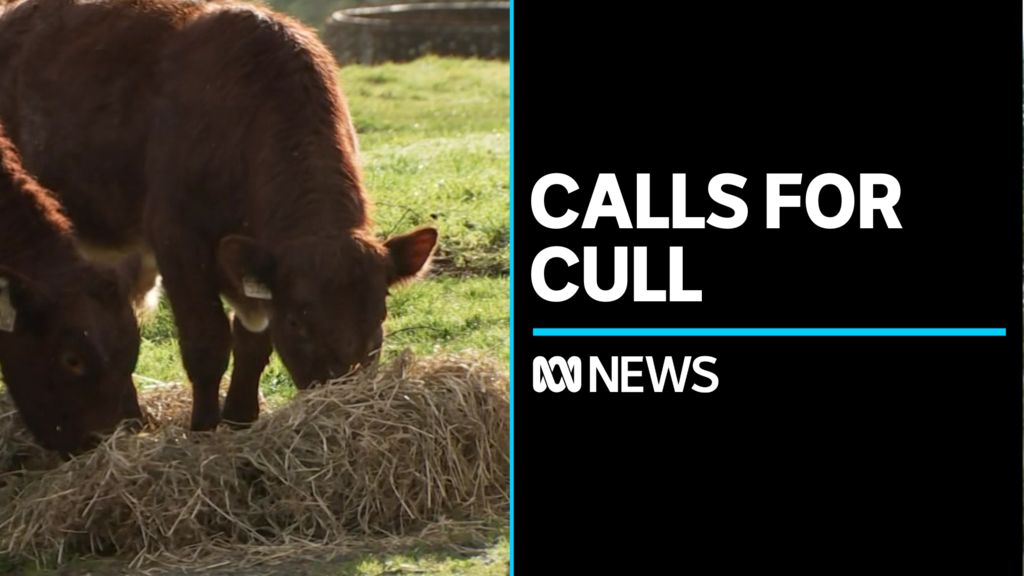 Calls for feral pig cull to stem foot-and-mouth disease threat - ABC News
