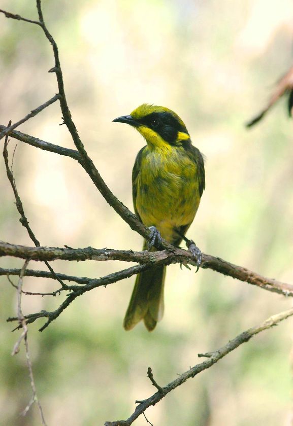 Rare Victorian birds to enter wild - ABC News