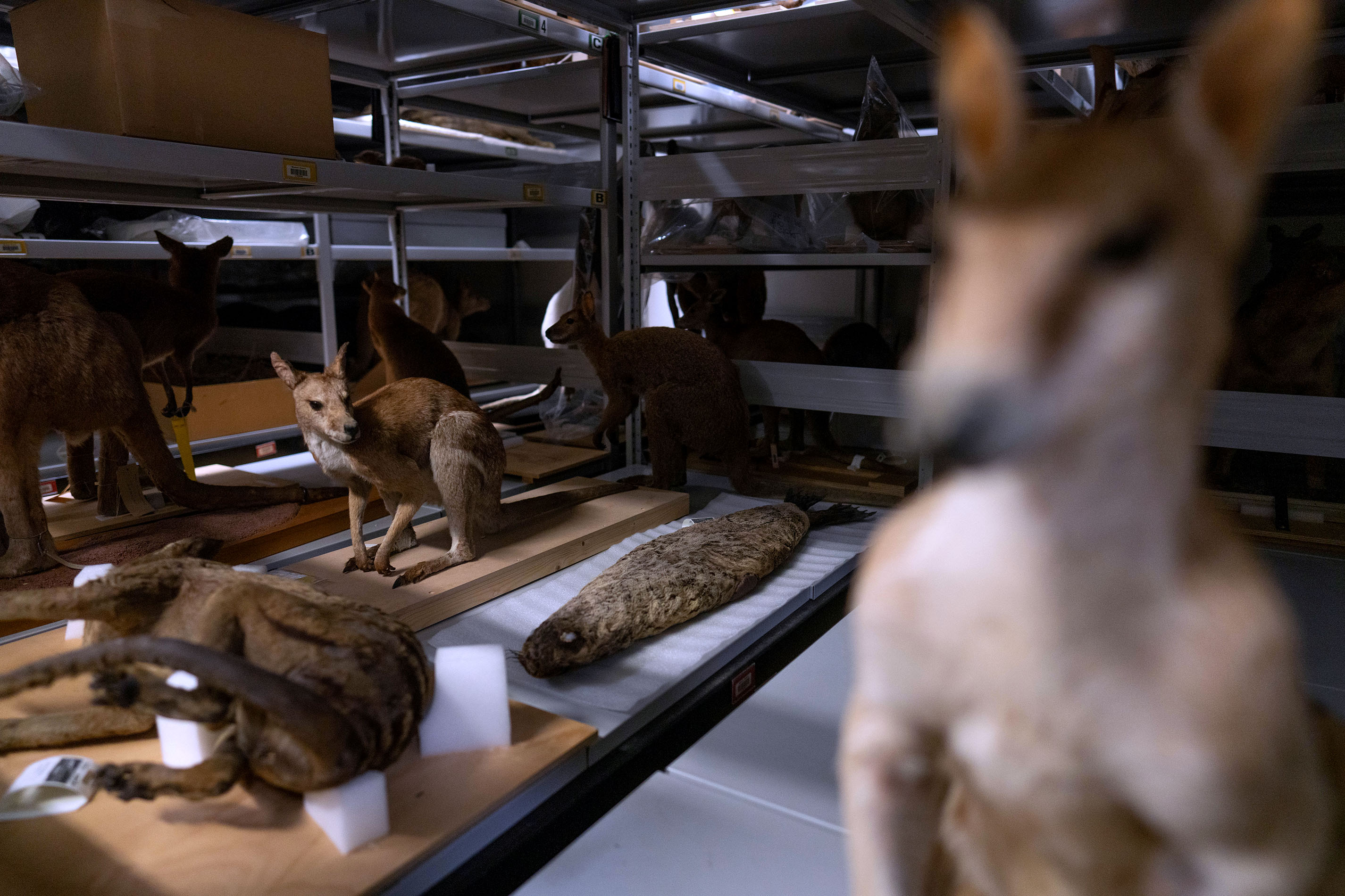 Unlocking secrets deep inside the world's most precious specimens - ABC ...