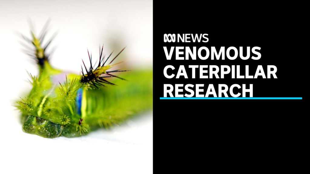 Caterpillar research for nervous system disorders - ABC News