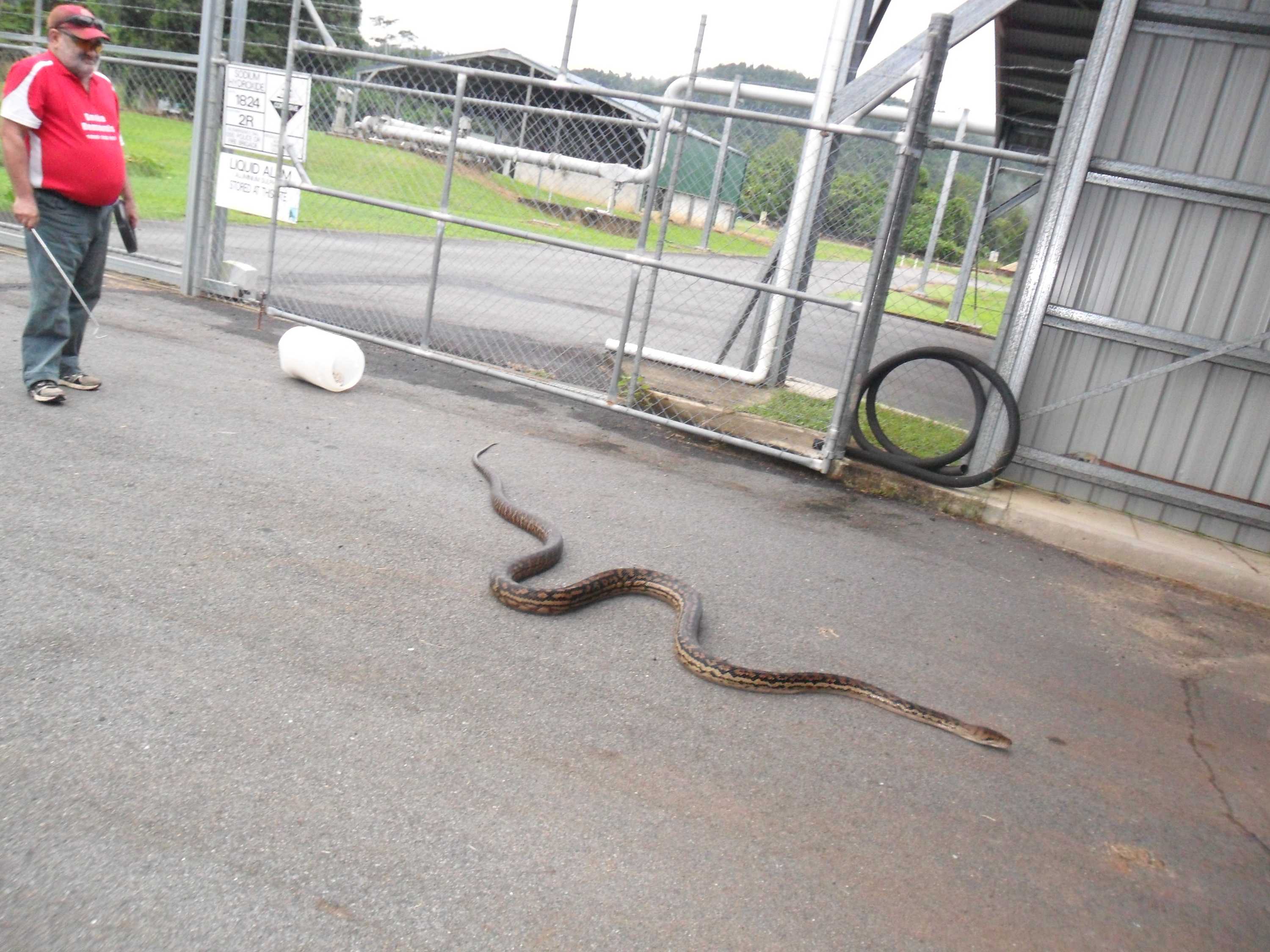 Massive python found in Mission Beach bedroom - ABC News