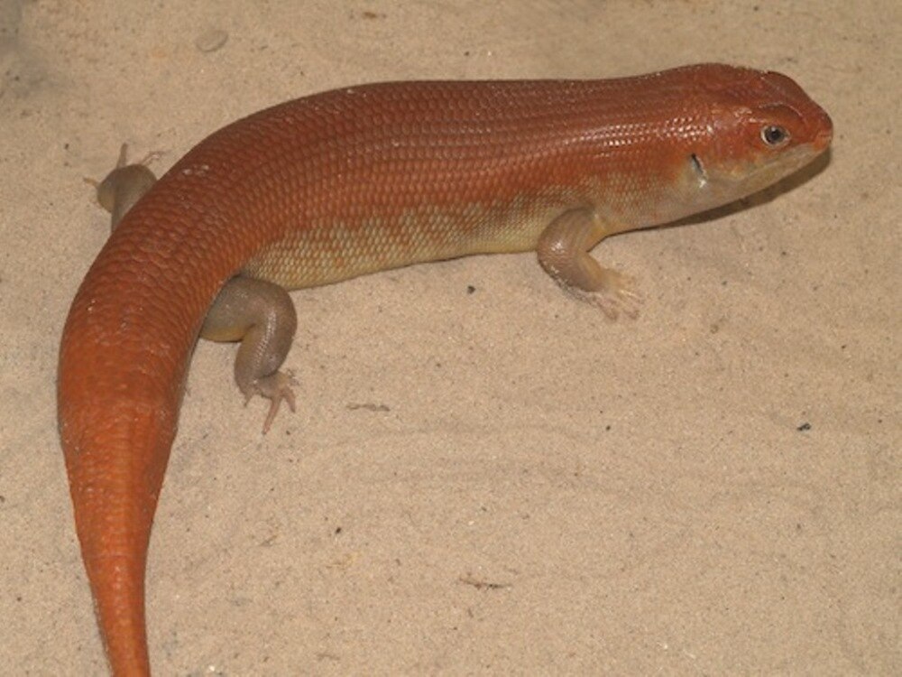 Fire impact on the great desert skink - ABC News