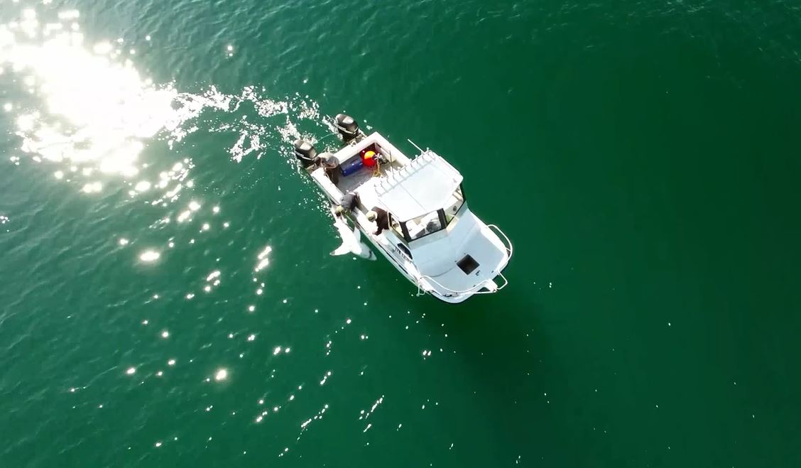 A drone captures footage of a shark caught on a drumline at Evans Head ...
