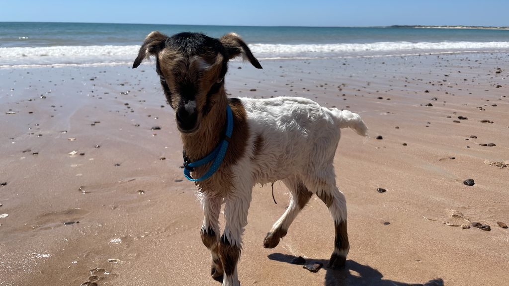 Doug the Goat comes to Broome - ABC News