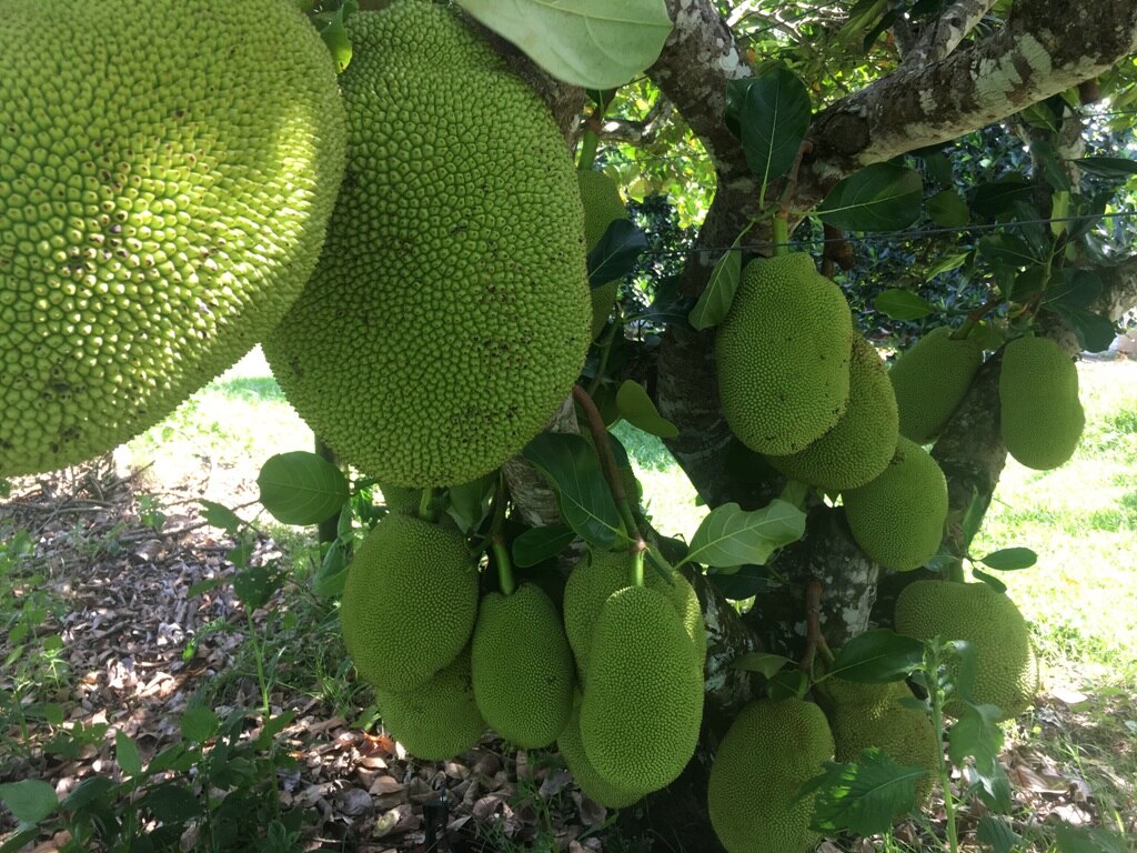 Project explores techniques to increase yields for jackfruit and ...