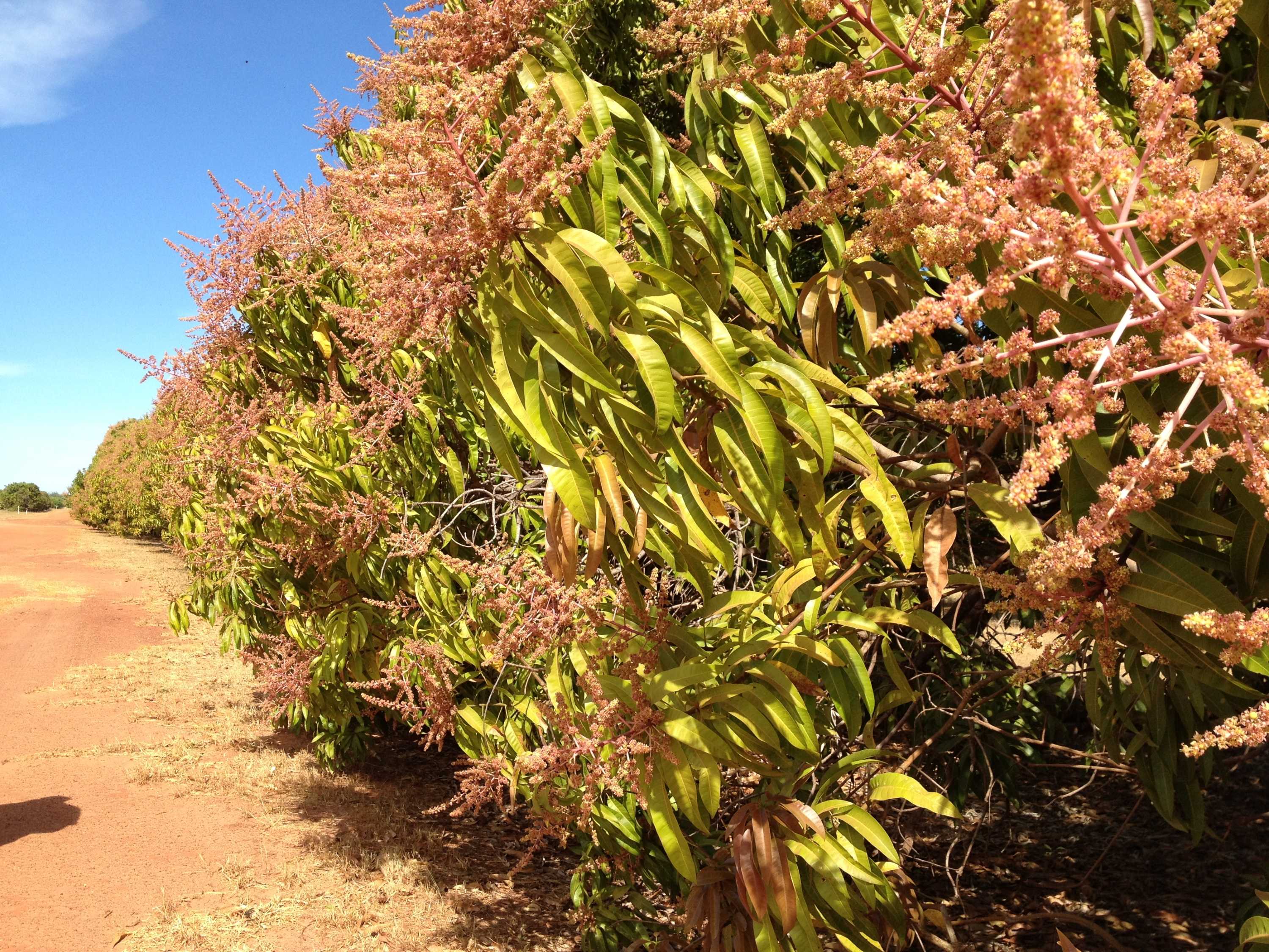 'Super-early' mangoes get season off to a good start - ABC News