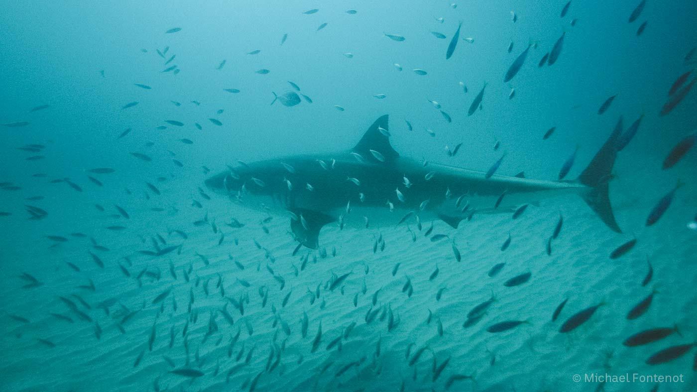 Shark Cull Debate - Behind The News