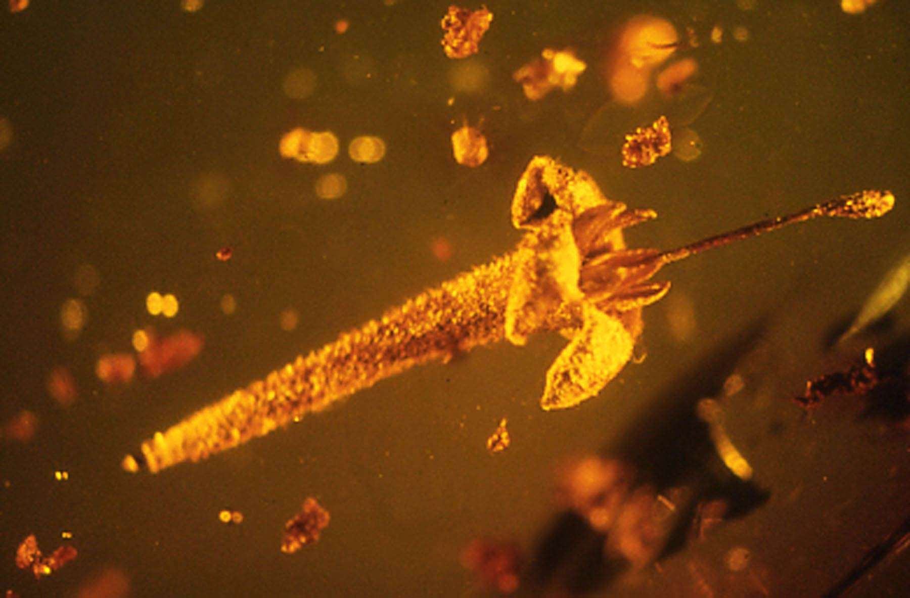 New species of ancient tropical flower found in amber from the ...