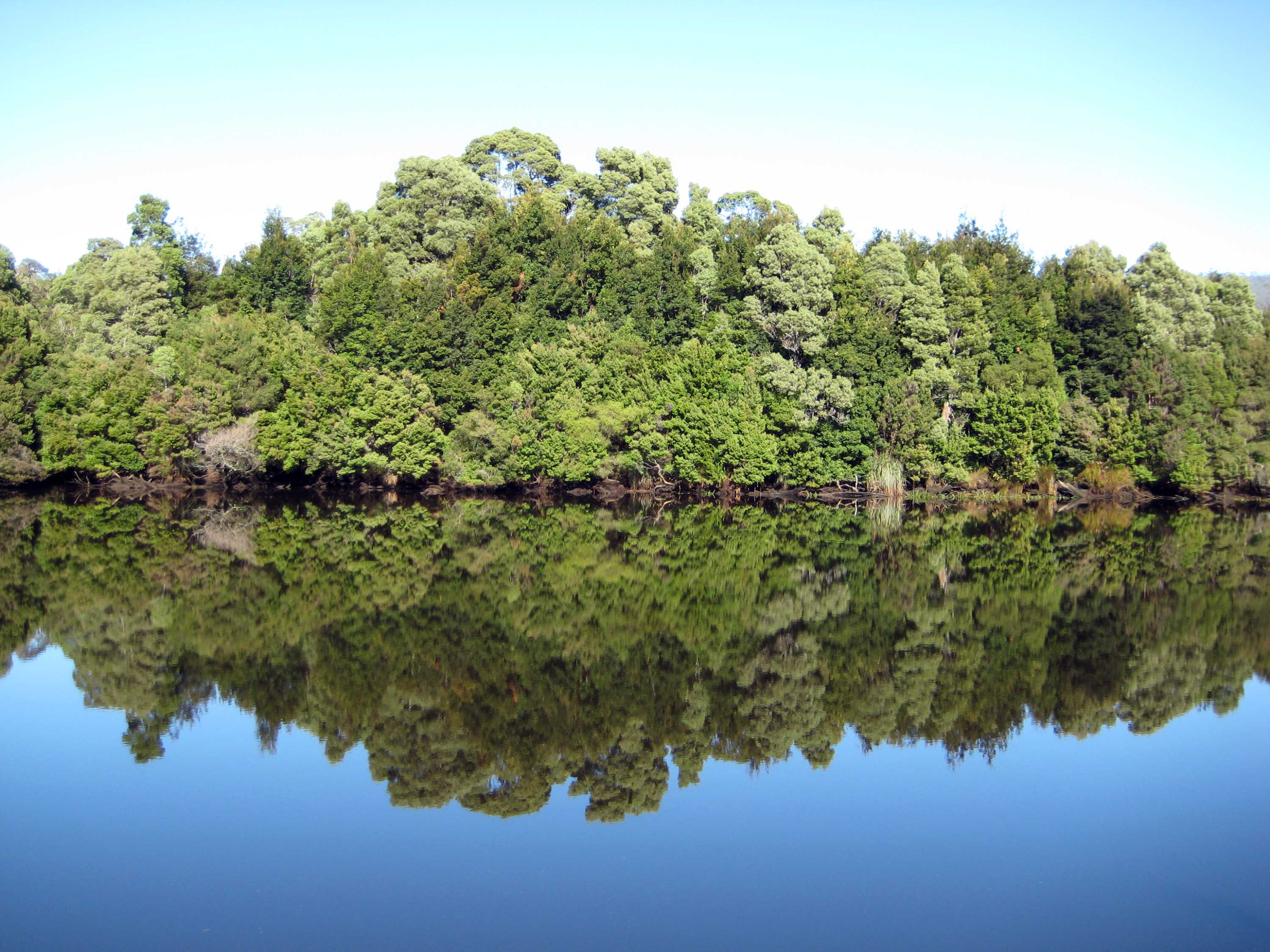 Underwater timber harvest planned for forest submerged by man-made dams ...