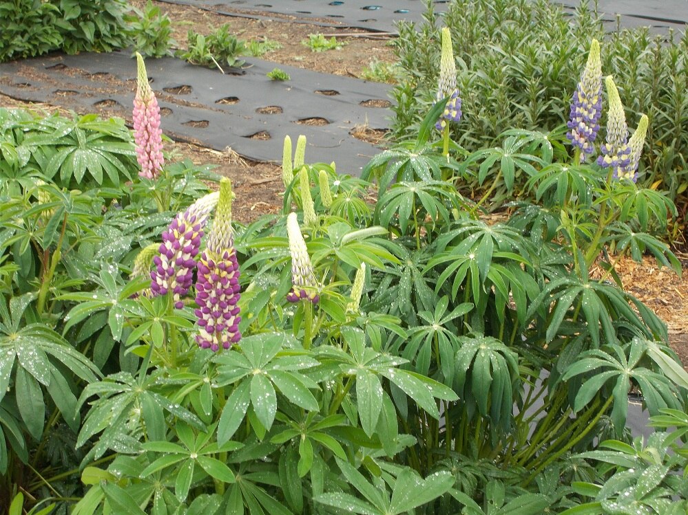 Tasmanian Country Hour - ABC listen