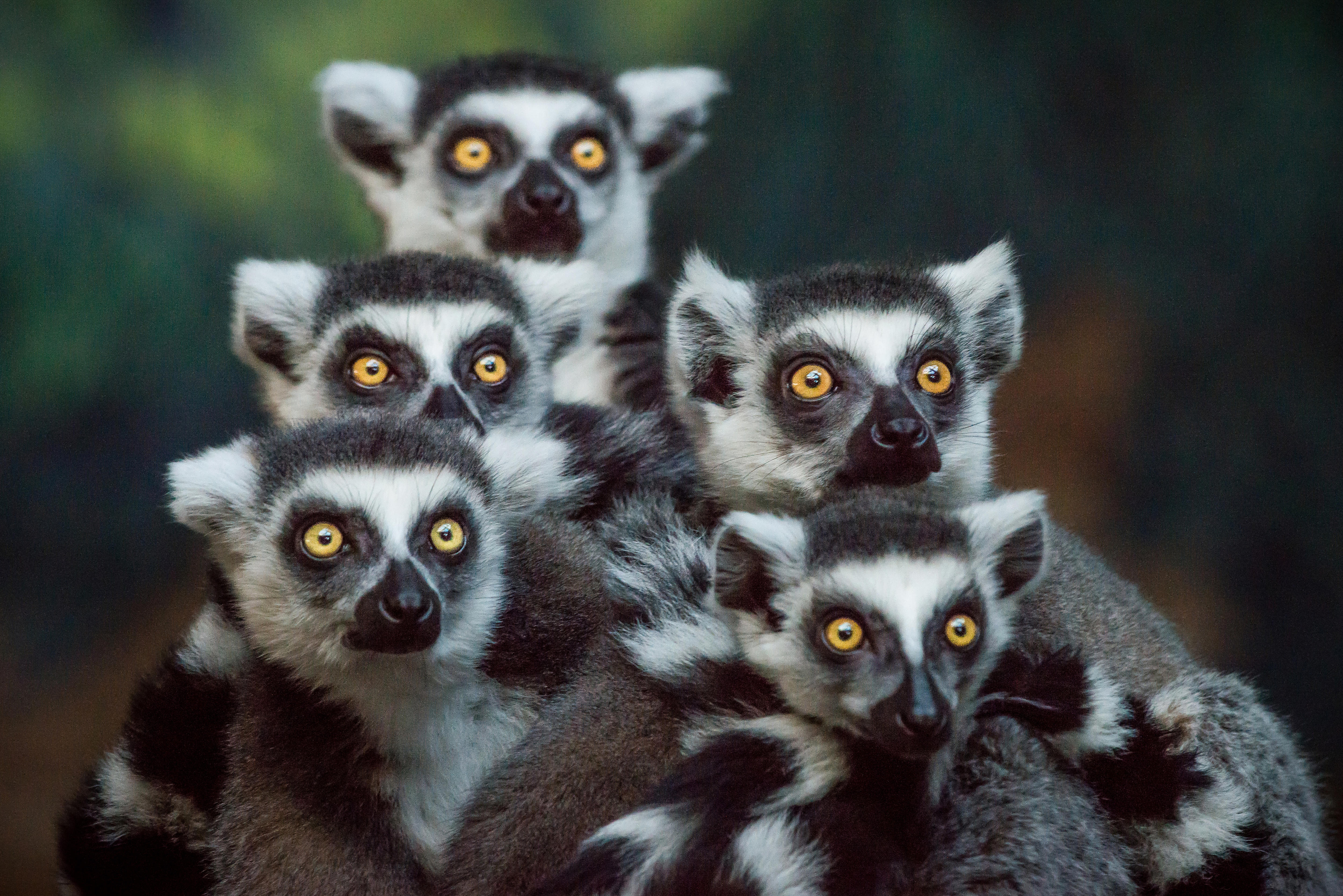 When Life Gives You Lemurs: A story of how animals came to one boy's ...
