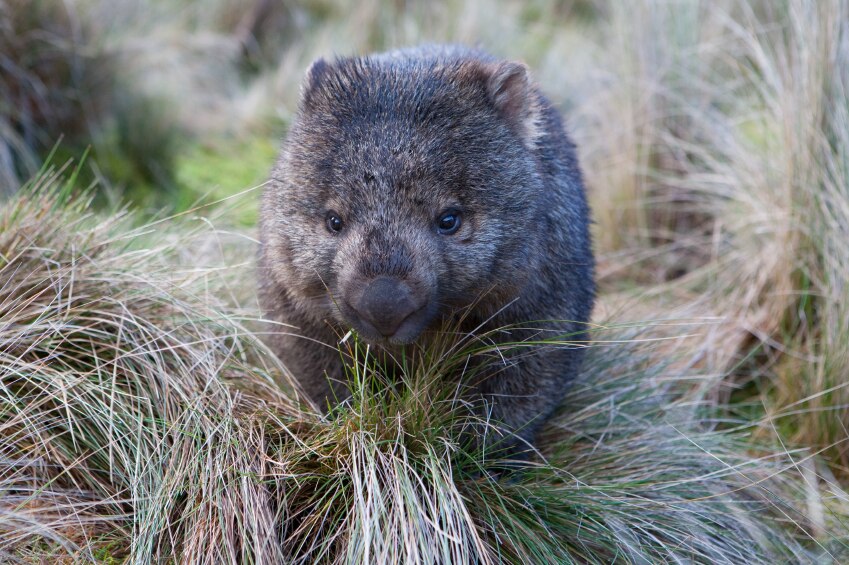Herpes widespread in wombats and kangaroos in the wild - ABC News