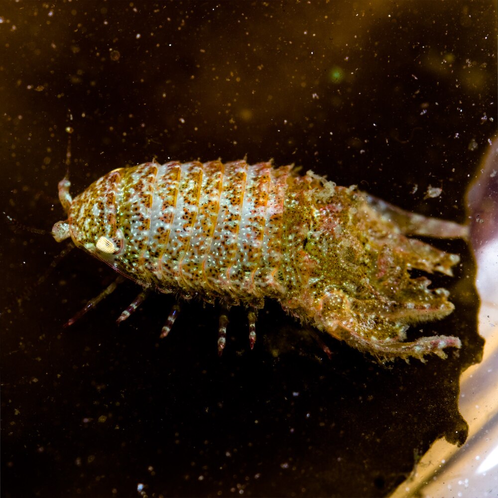 Four things you didn't know lived at the beach - ABC News