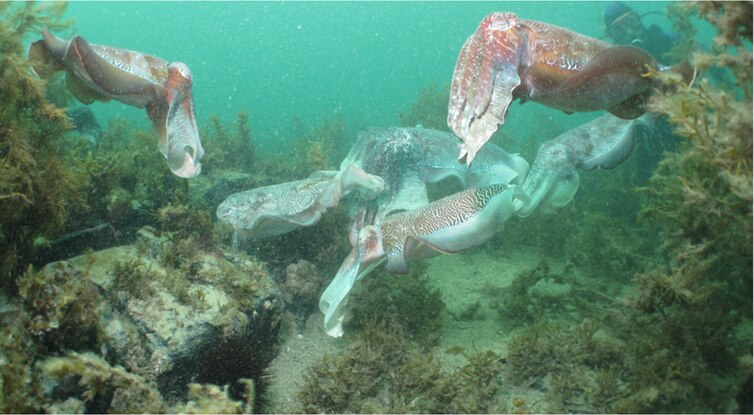 Cuttlefish are the rockstar aliens of the sea — and we don't know why ...