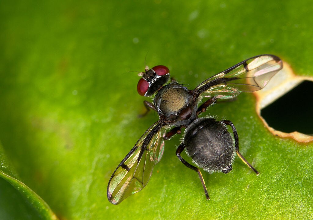 A spotter's guide to Australian flies and their 'great' deeds despite a ...