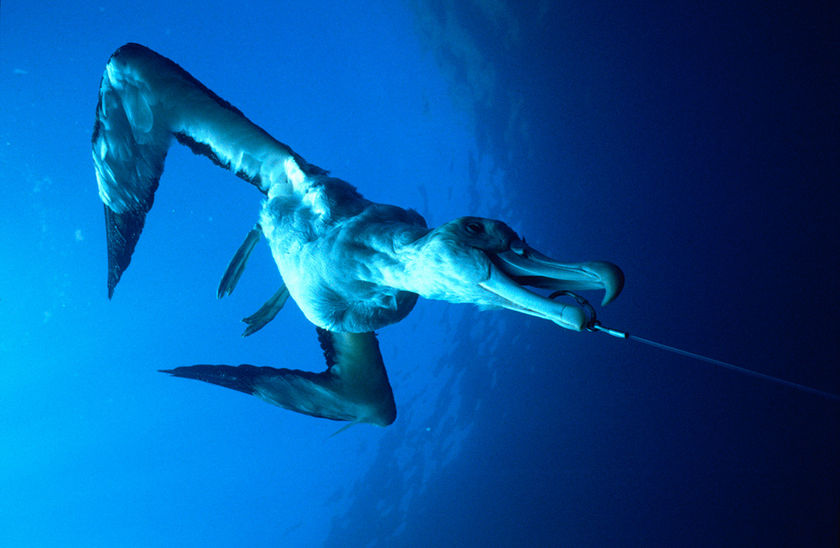 Albatross and long-line fishing study - ABC News