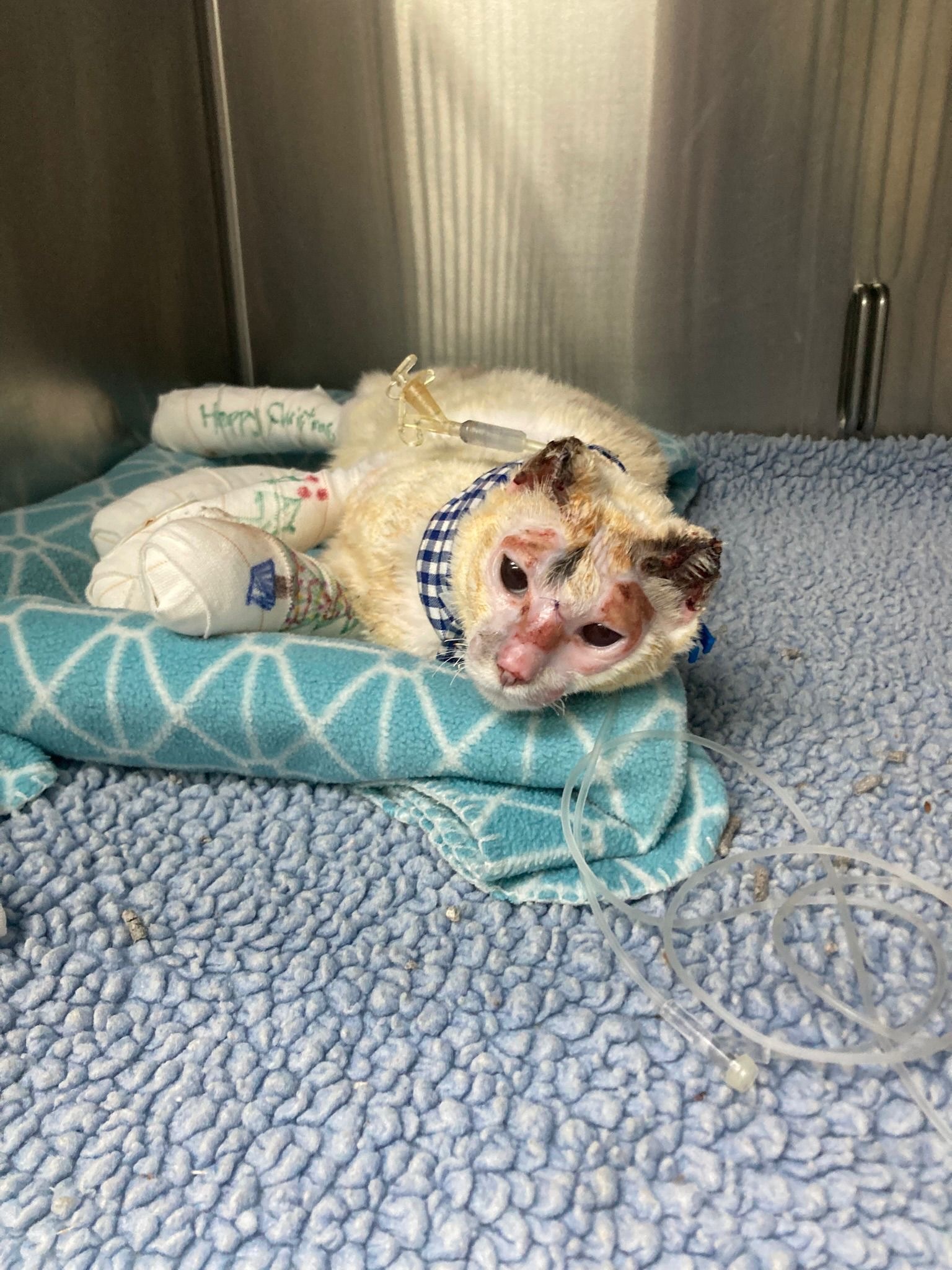 Woman who lost home in Koolewong bushfire to reunite with cat seriously ...