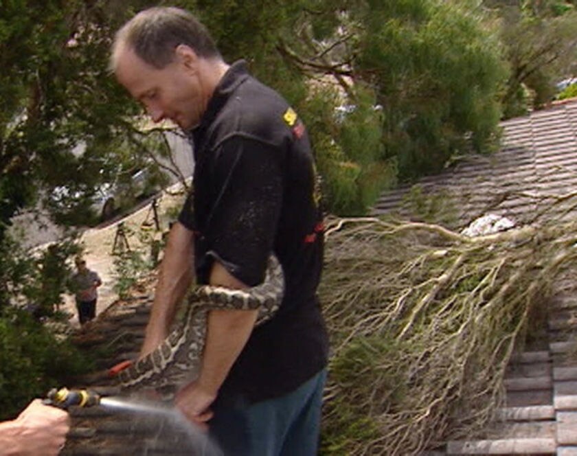 'Snake man' fined for licence breaches - ABC News