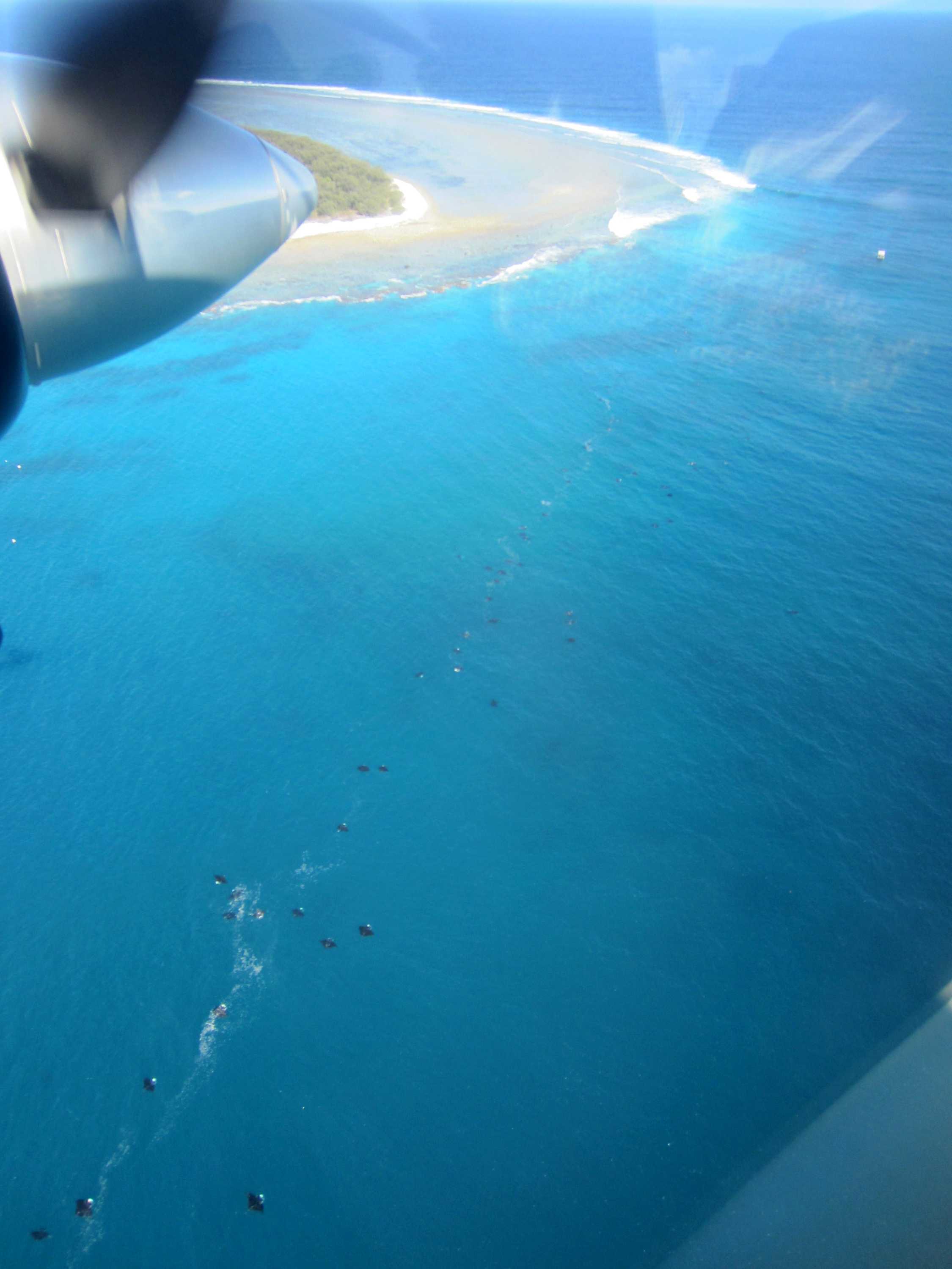 Floods spark manta ray feeding frenzy - ABC News