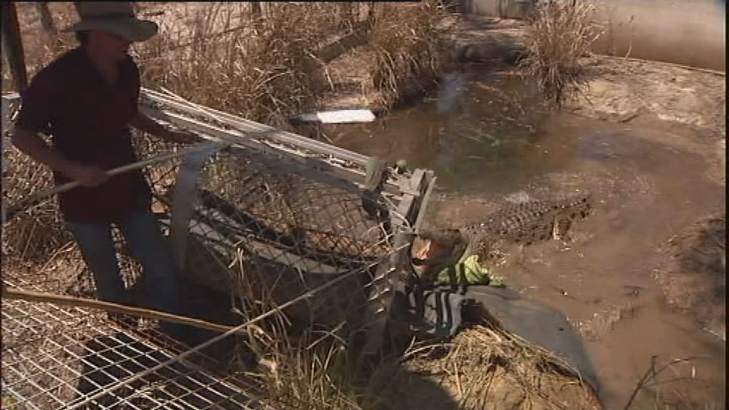 Mary River croc starts new life at breeding farm - ABC News