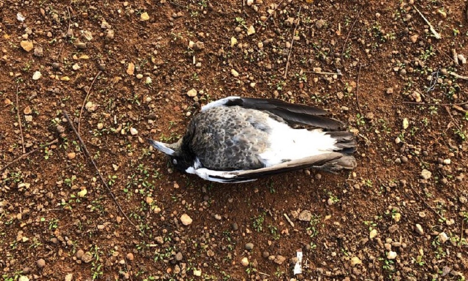 Merbein man found guilty of illegally shooting and killing magpies ...