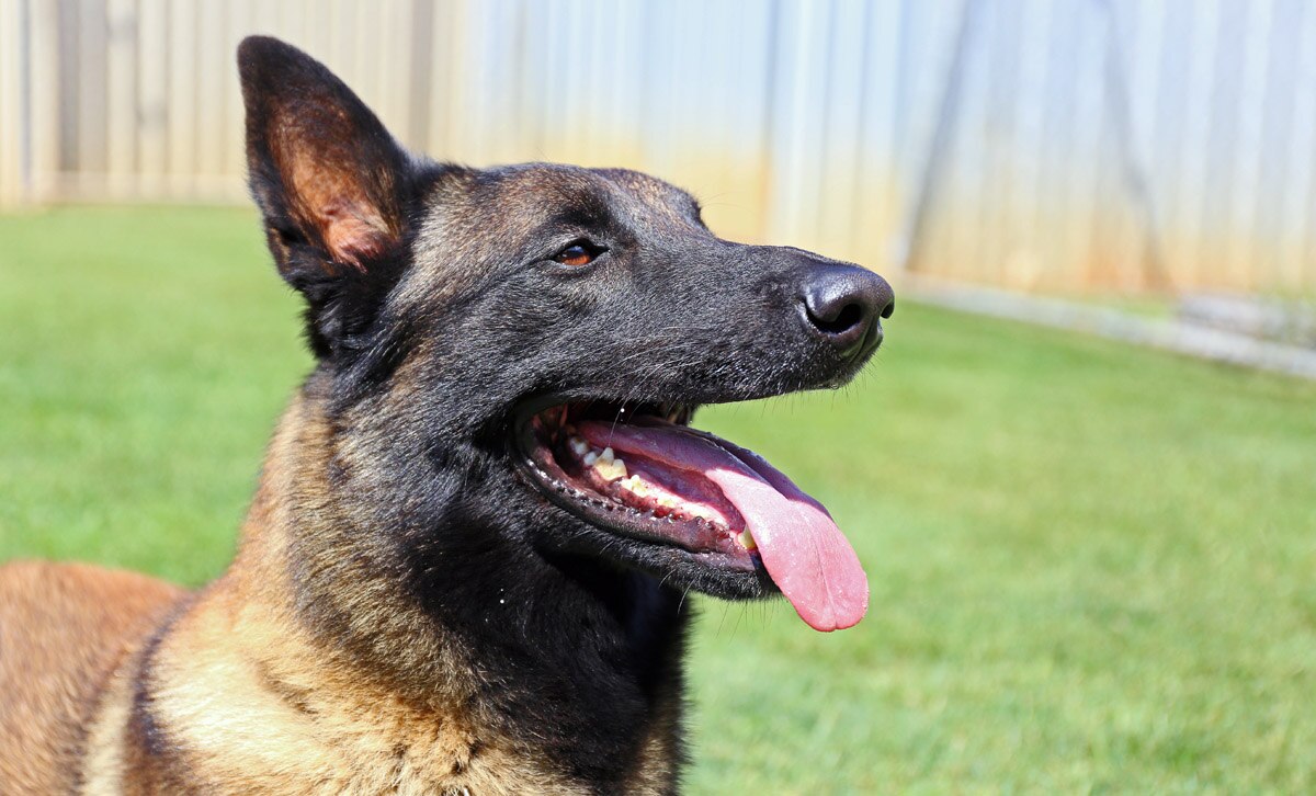 Australian security guard of the year credits canine sidekick for ...