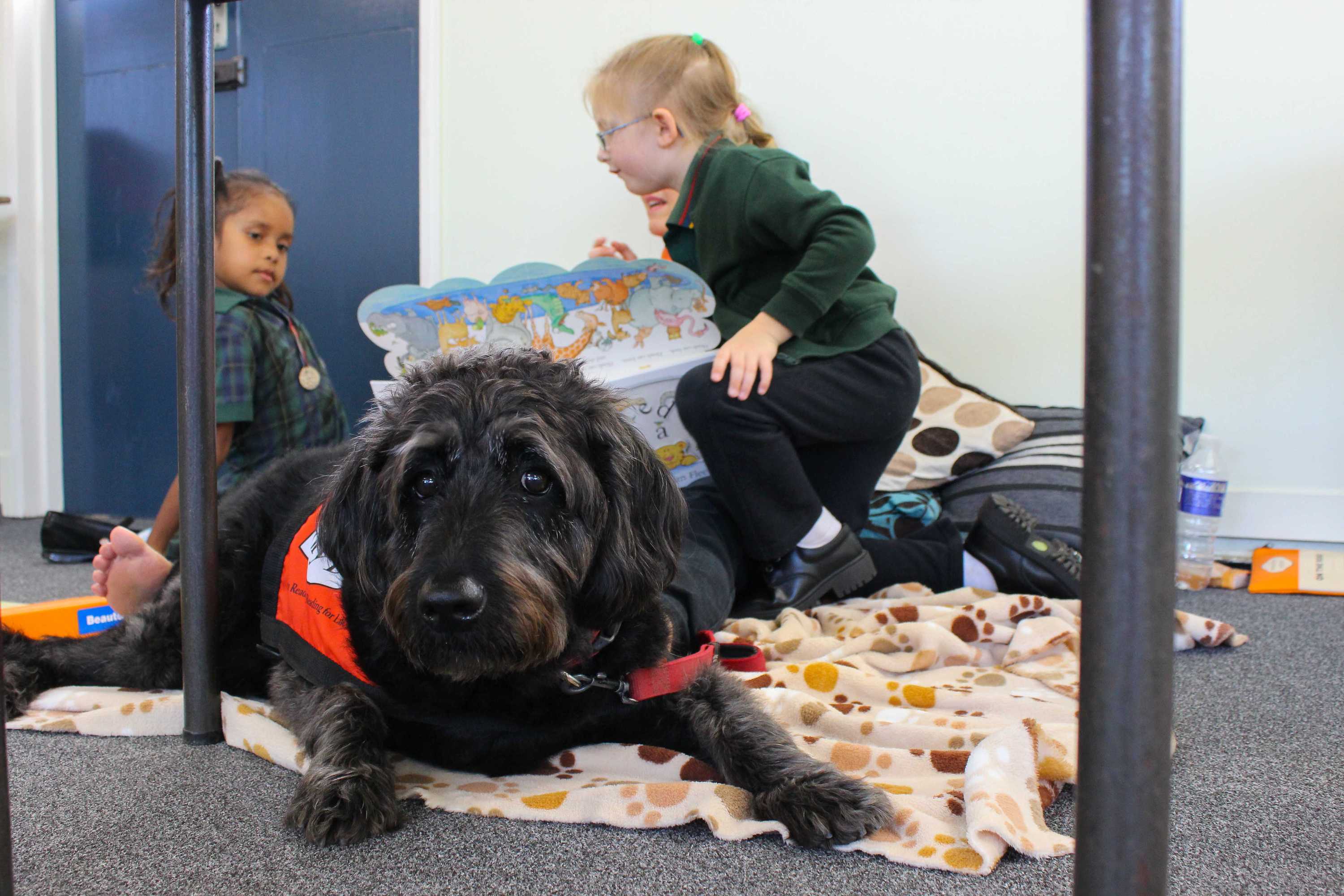 New breed of four-legged teachers help improve primary school students ...