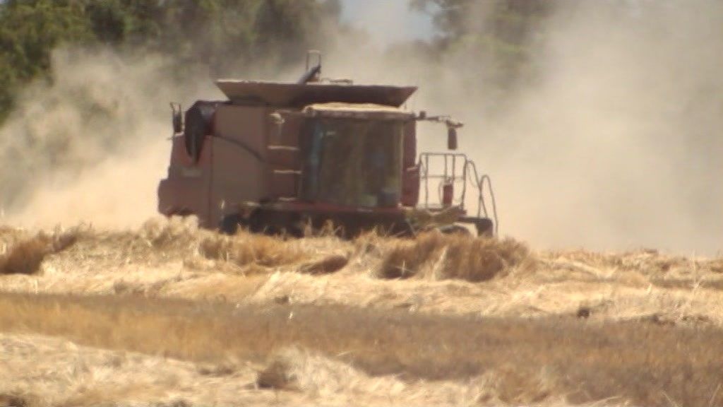 Weed Machines: The machines destroying weed seeds at harvest time - ABC ...