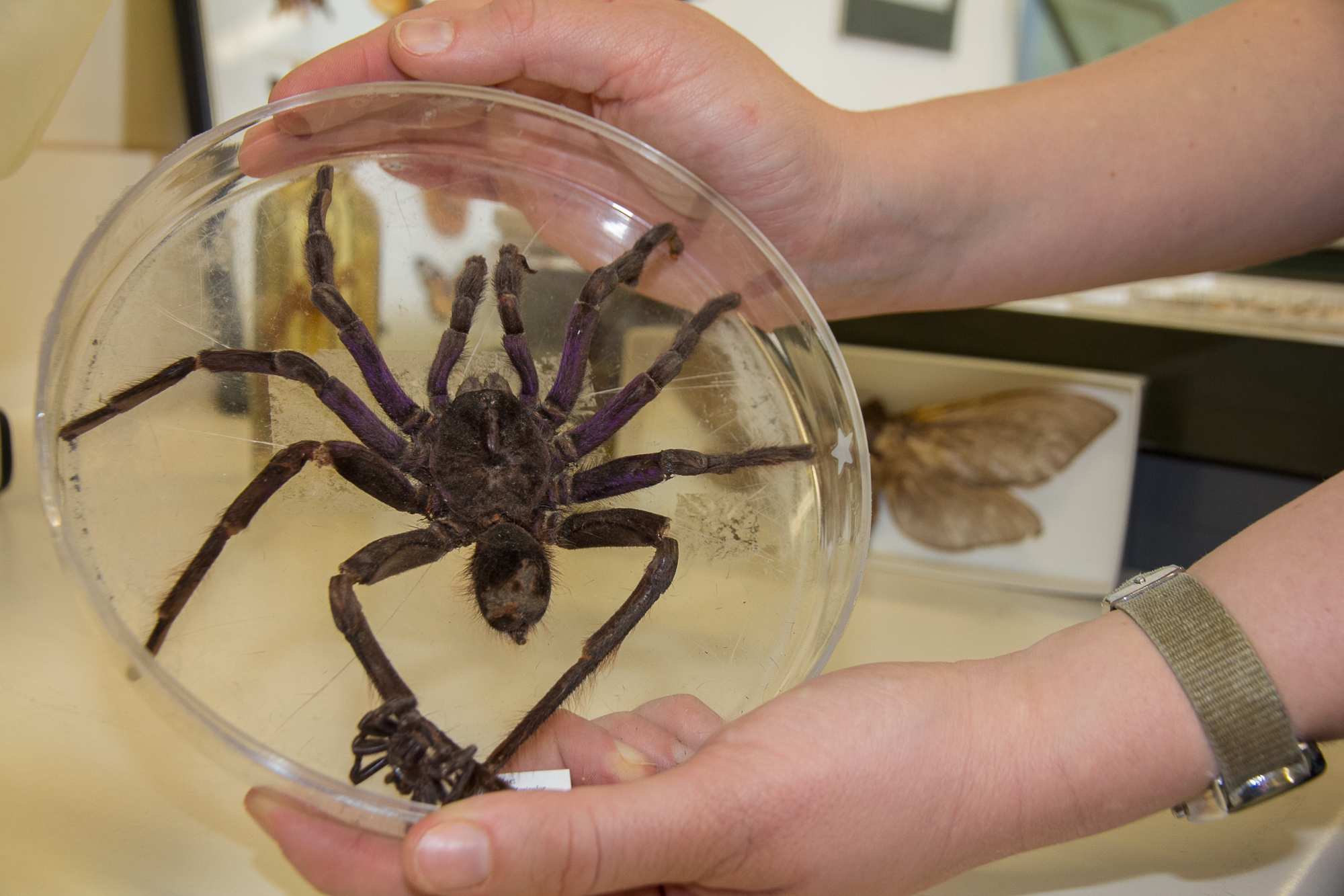 Insect collection worth $100m providing answers to science, technology ...