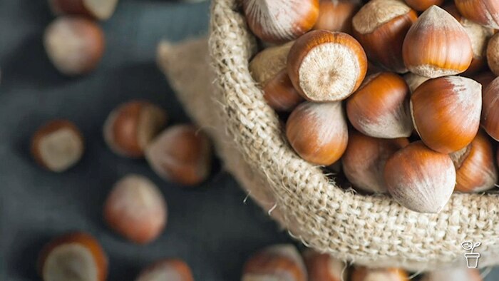 Nuts for Pruning - Gardening Australia